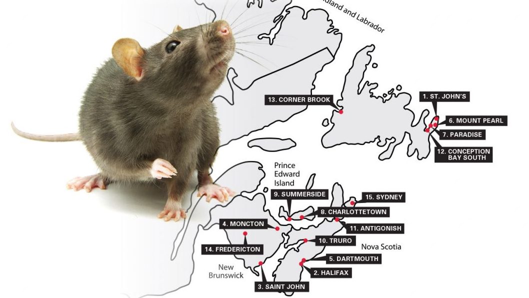 Which City in Atlantic Canada Has the Most Rats? - Huddle.Today