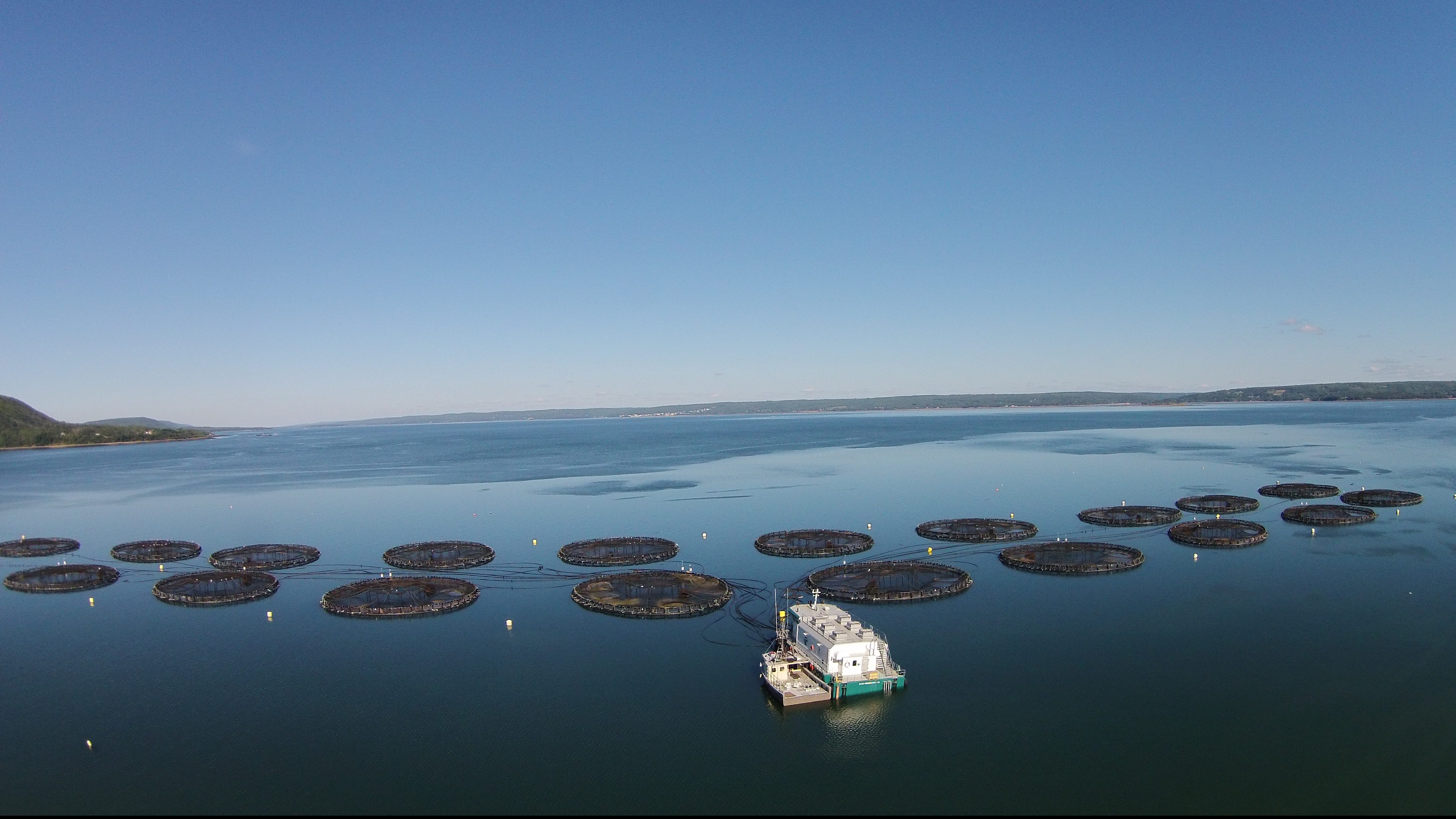 Cooke Aquaculture Announces $1.1-Billion Bid To Take Over Australian ...