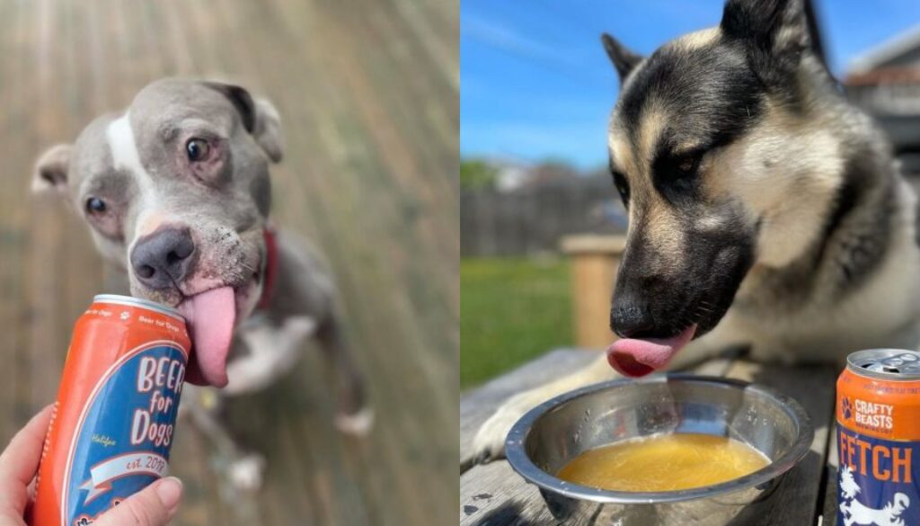 Sup With Your Pup: Halifax Company Brews Up Beer For Dogs - Huddle.Today