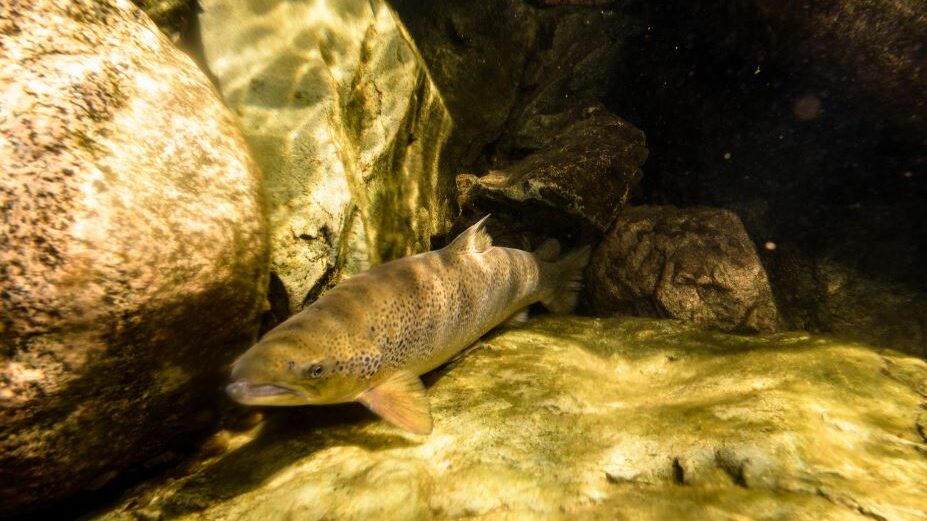 Return Of Atlantic Salmon Has Benefits That Ripple Throughout River ...