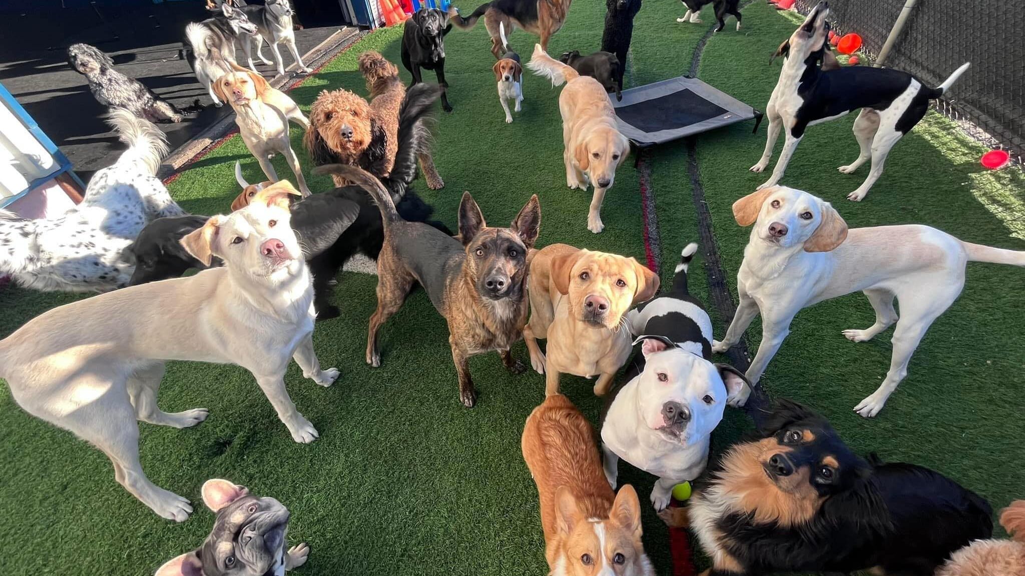 Businesses Shelter Displaced Pets for Free as N.S. Wildfires Rage ...